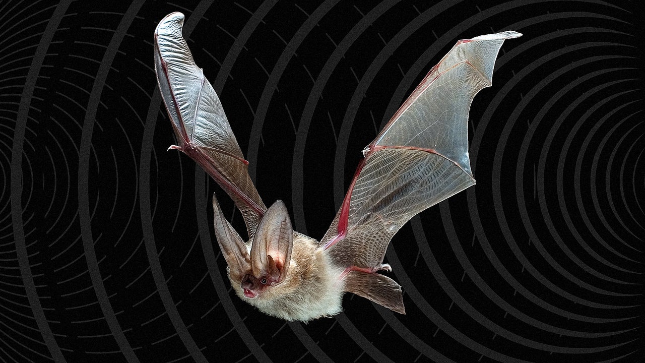 Scientists Teach Humans To Use Clicks To Navigate Like Bats
