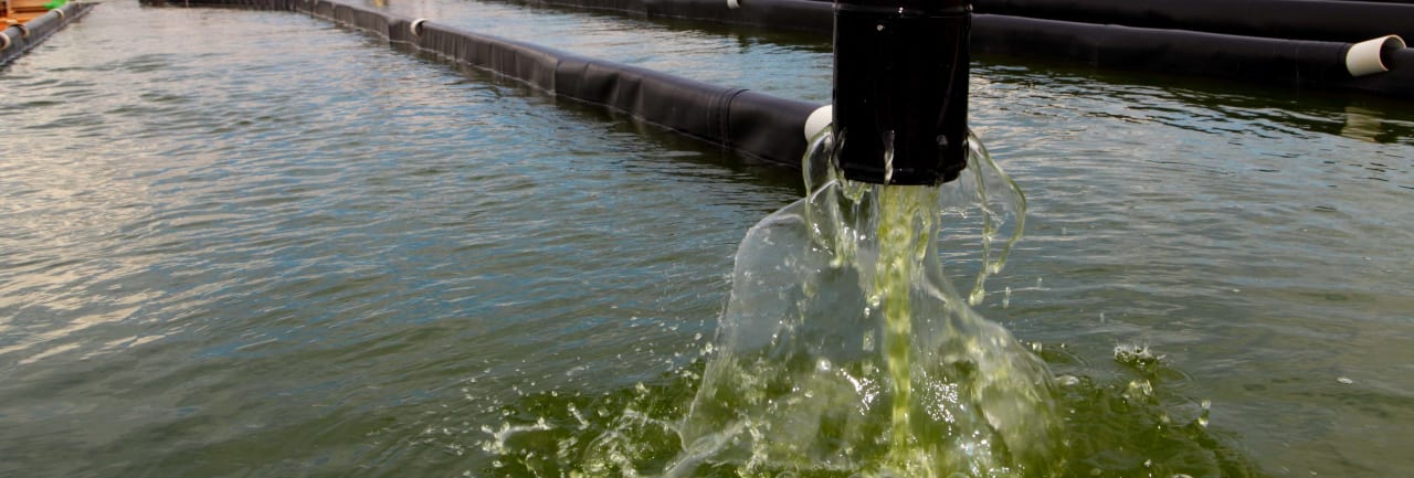 Where’s My Algae-Powered Car?