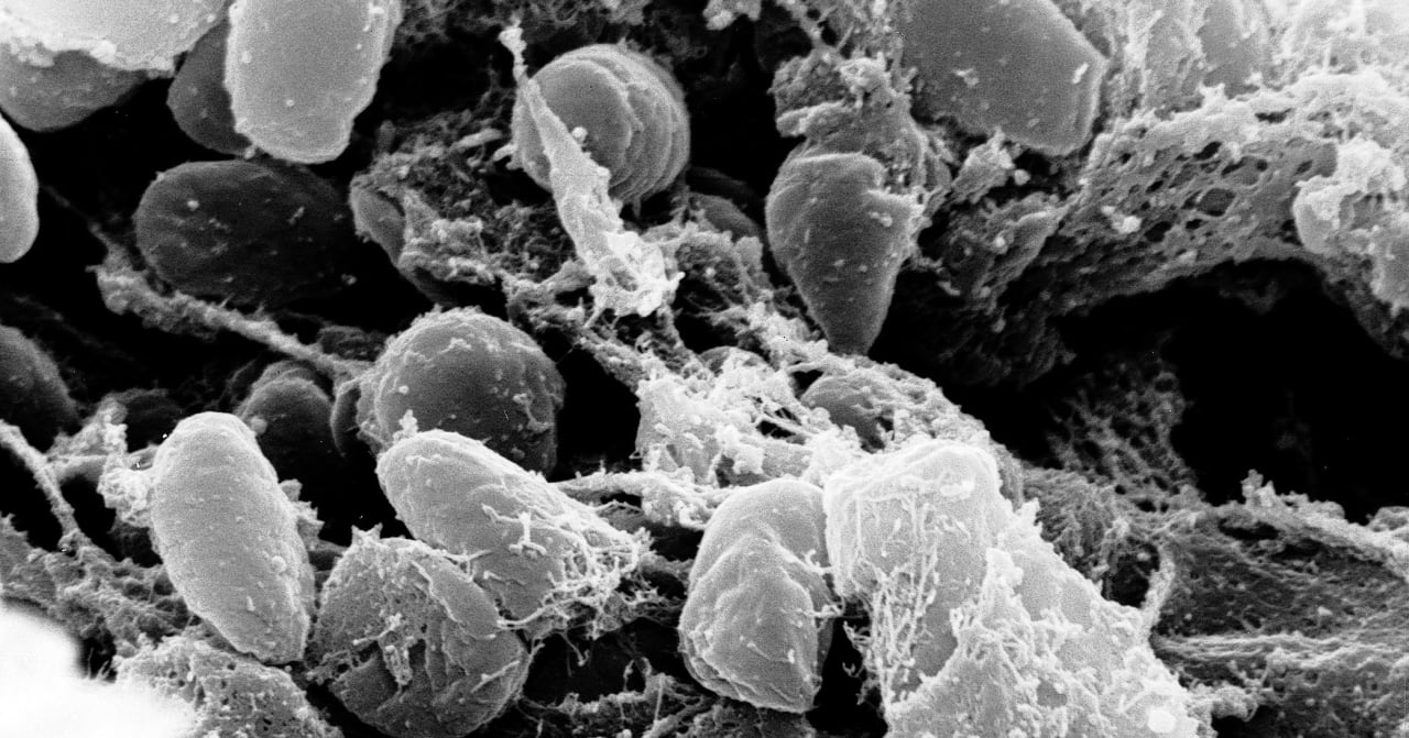 Bacteria Are The New (Tiny) Oil Wells