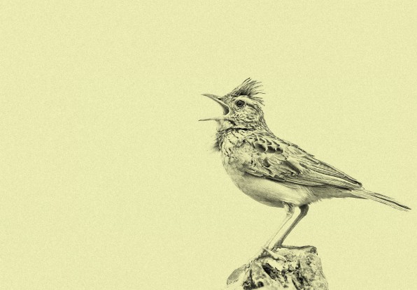 Morning People Vs. Night Owls: 9 Insights Backed By Science