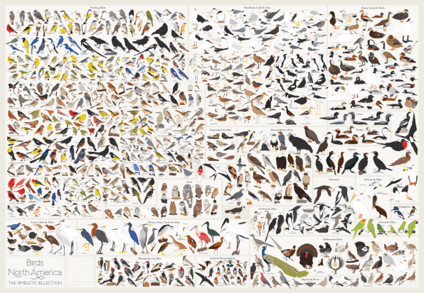 Infographic: 730 North American Birds In A Single Chart