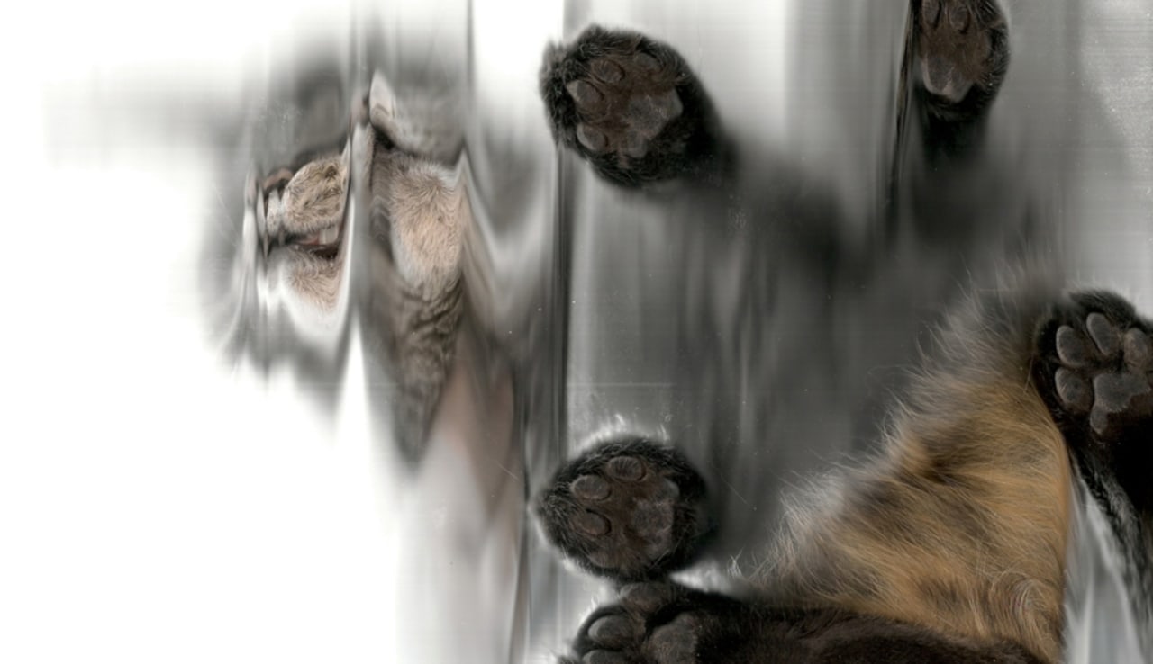 Here’s Some Amazing Images Of Cats On Scanners