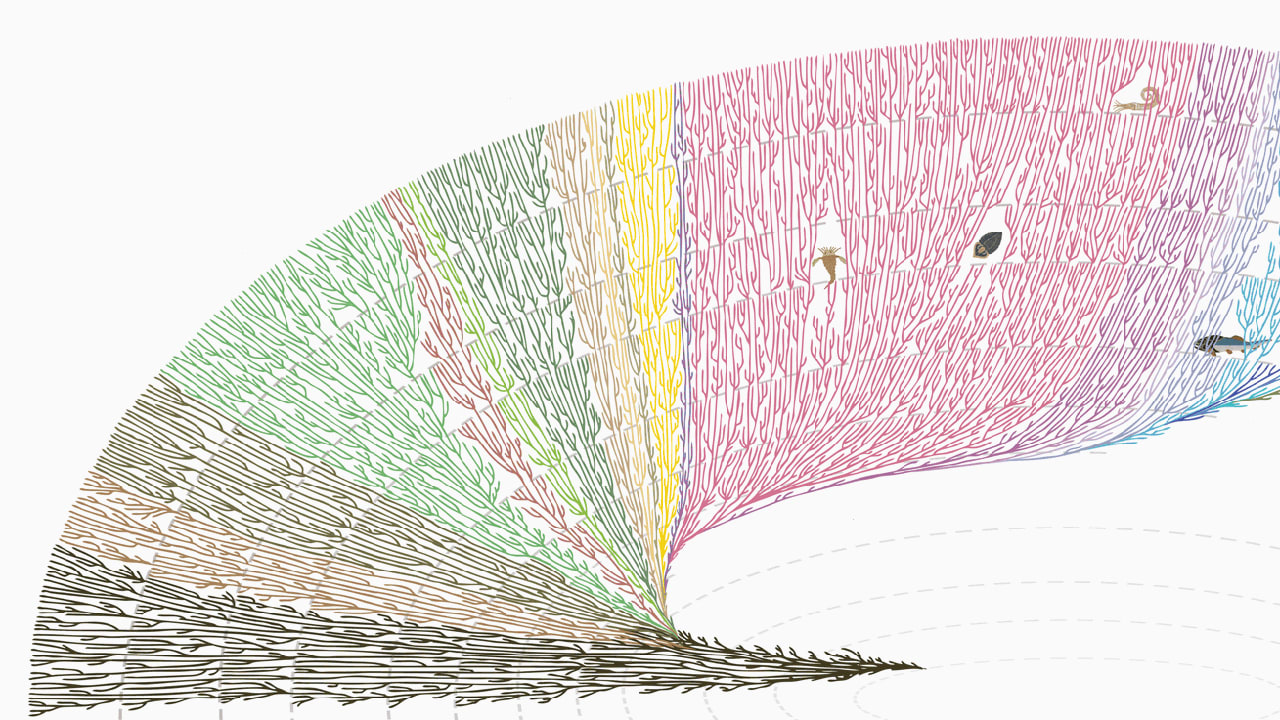 Infographic: Humans Are Just A Twig On The Tree Of Life