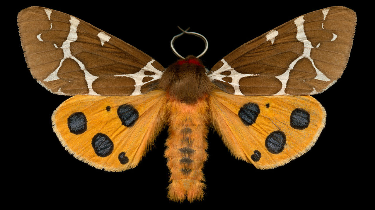 29 Portraits Showcase The Beauty Of Canadian Moths
