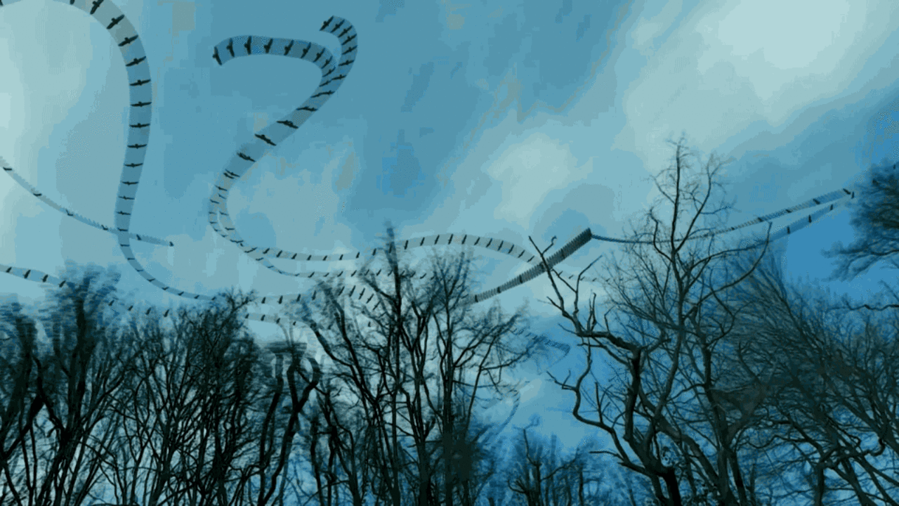 Watch The Amazing Flight Pattern Of Birds
