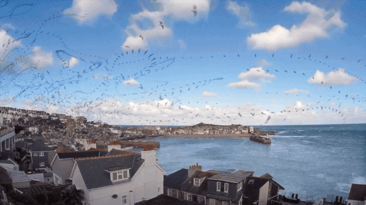 The Flight Patterns Of Birds, Visualized