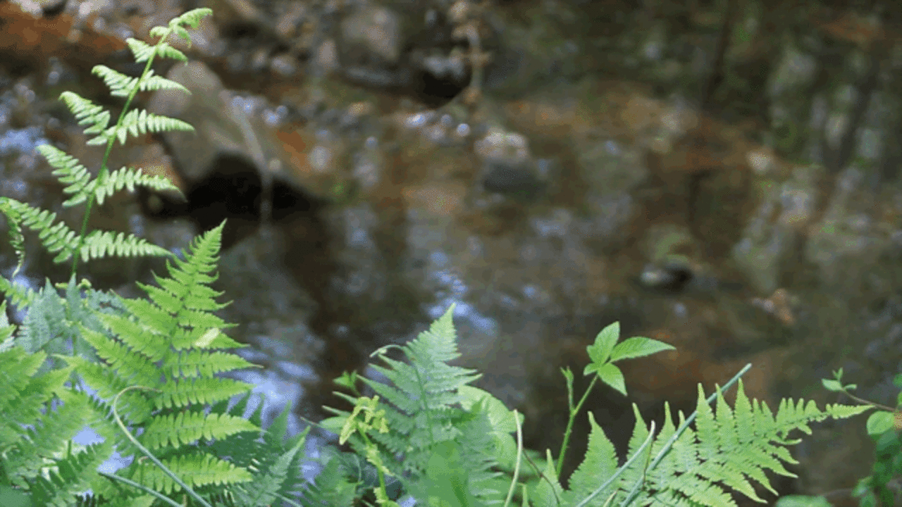 Want To Be More Productive? Listen To The Sounds Of Nature