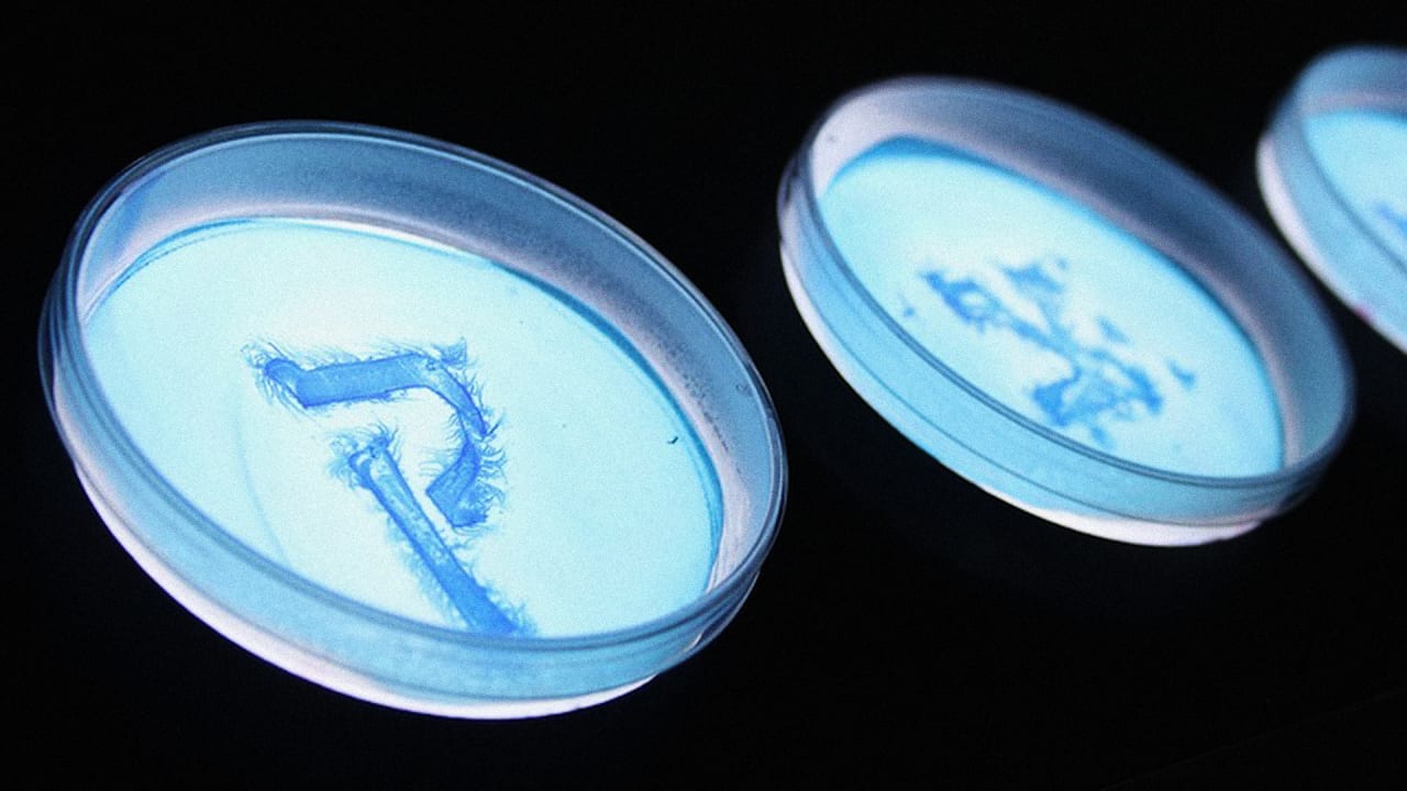 Made of Bacteria, This Living Type Morphs Into New Letterforms