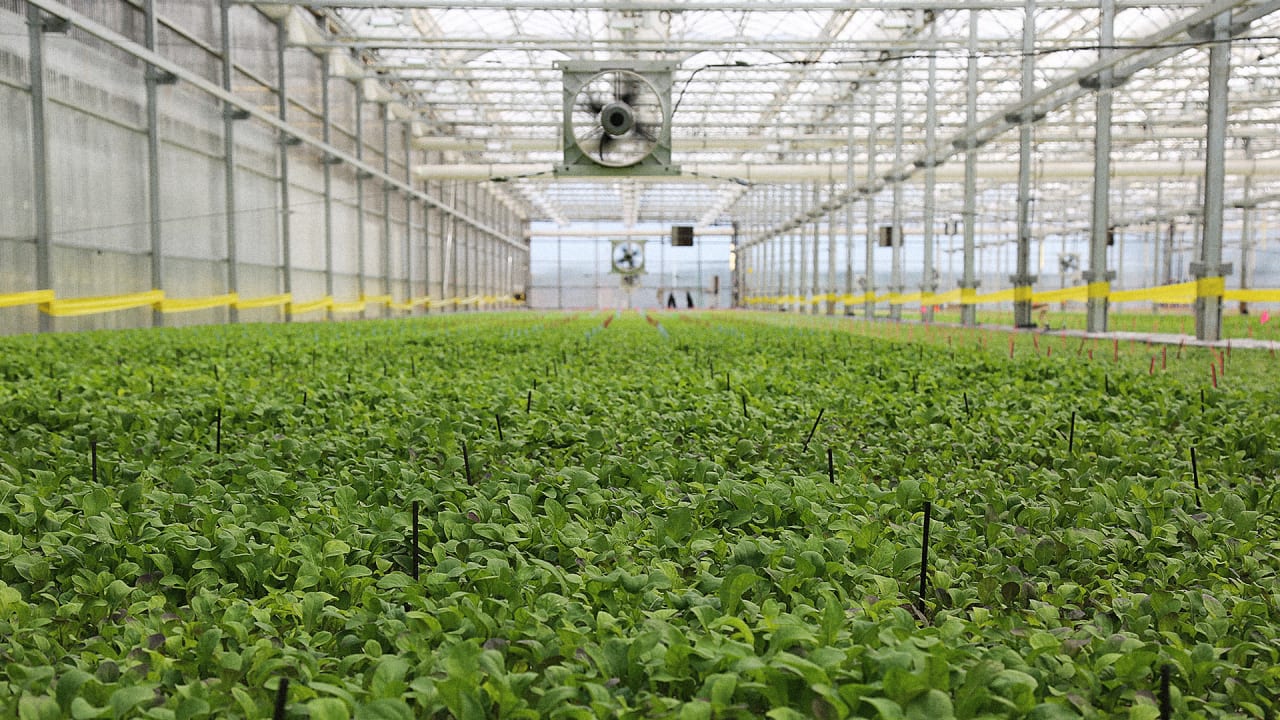 The Future Of Urban Farming Might Actually Be Suburban Farming