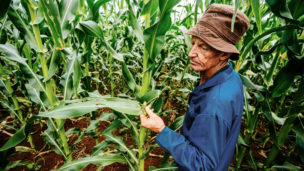 Machine Learning Helps Small Farmers Identify Plant Pests And Diseases Machine Learning Helps Small Farmers Identify Plant Pests And Diseases