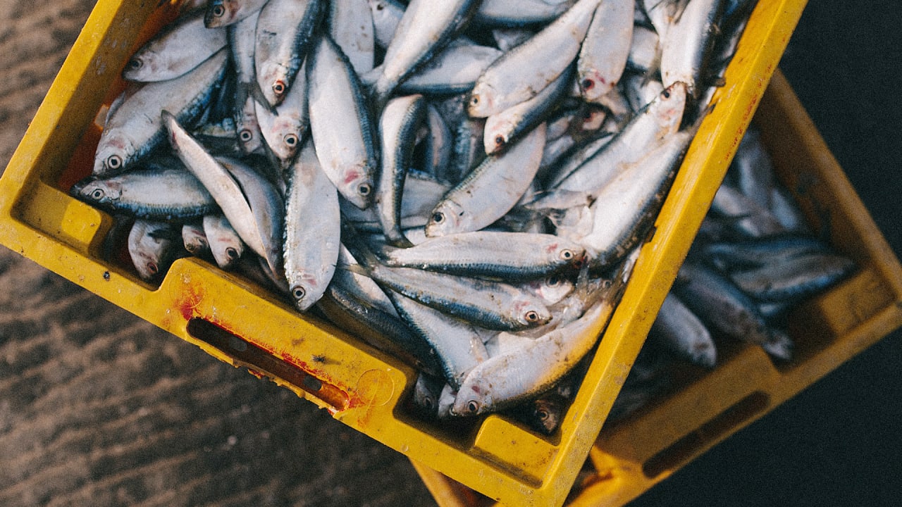 This Startup Turns Climate Pollution Into Fish Feed This Startup Turns Climate Pollution Into Fish Feed