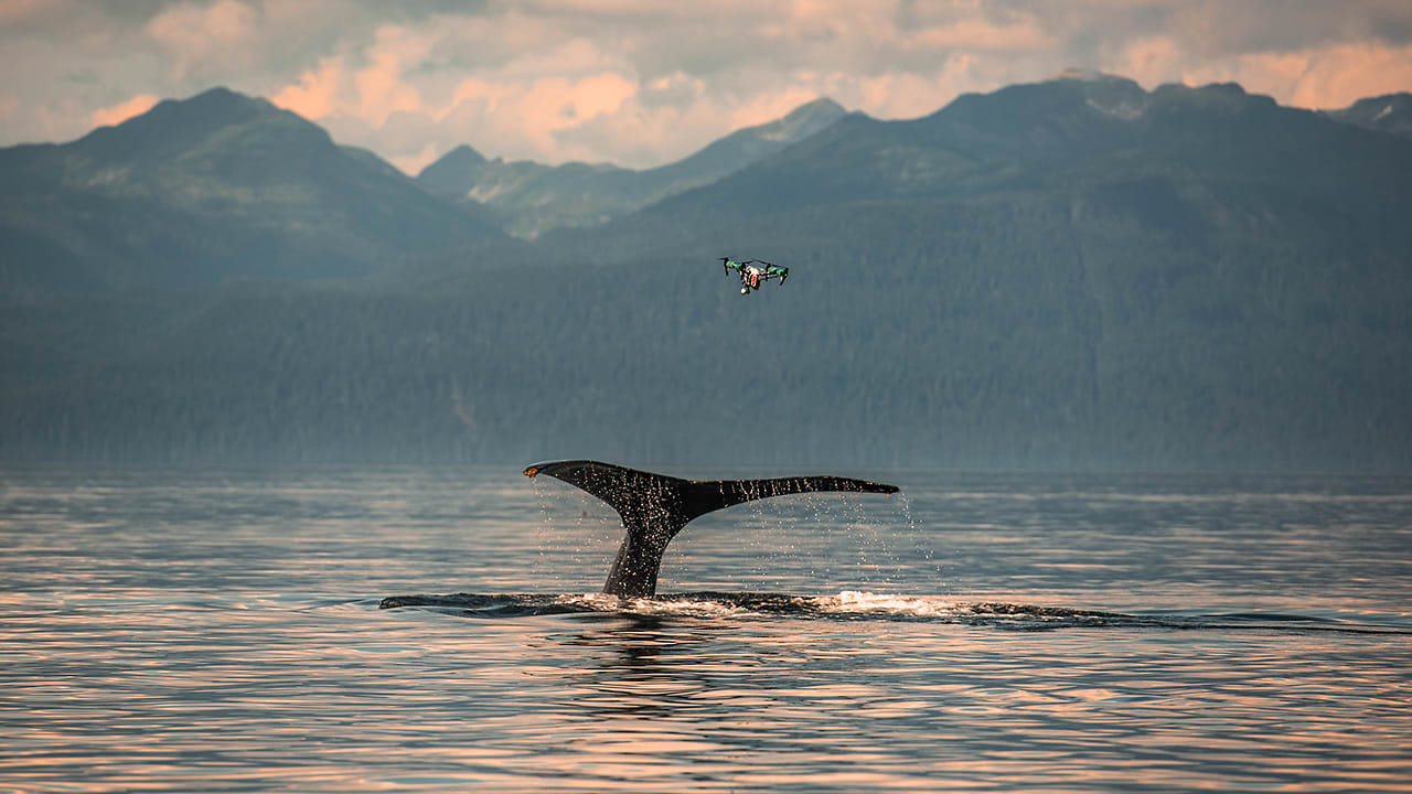 How Drone Technology Is Helping Scientific Wildlife Research In The Ar