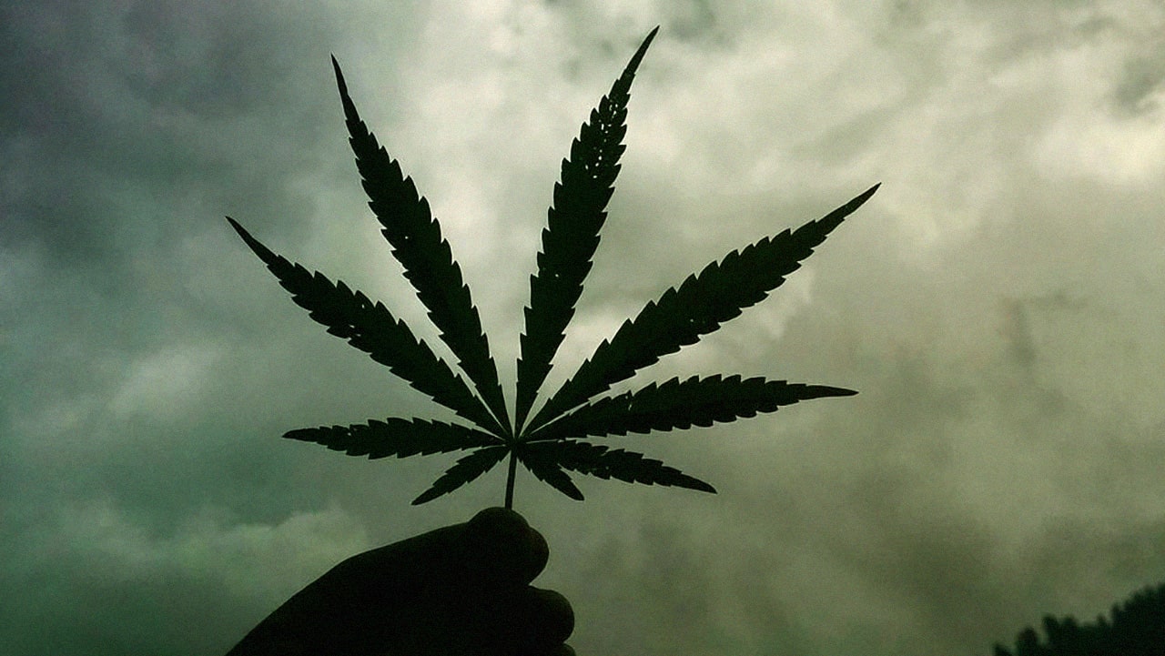 This seed-to-sale cannabis platform wants to be the PayPal of pot