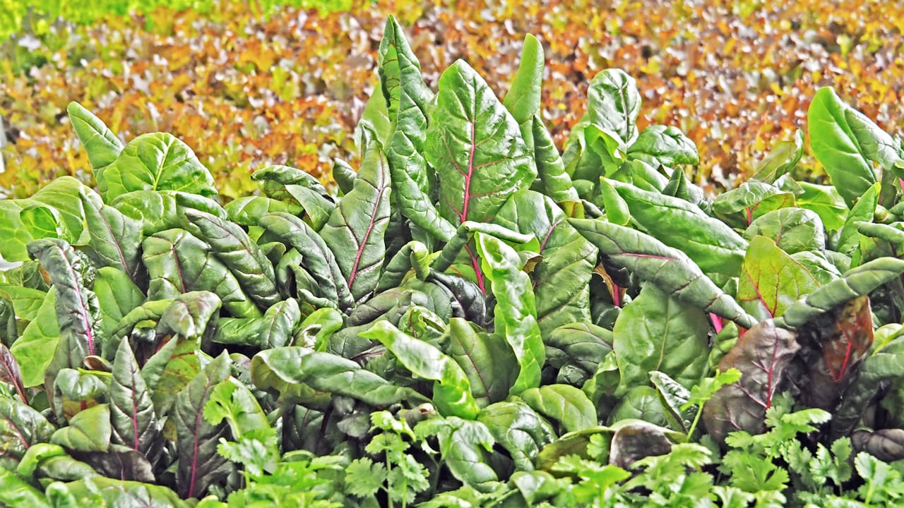 Bowery's automated indoor farm is growing fast
