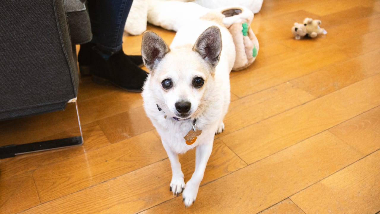 The Dodo's humans were upstaged by Dixie the adoptable dog