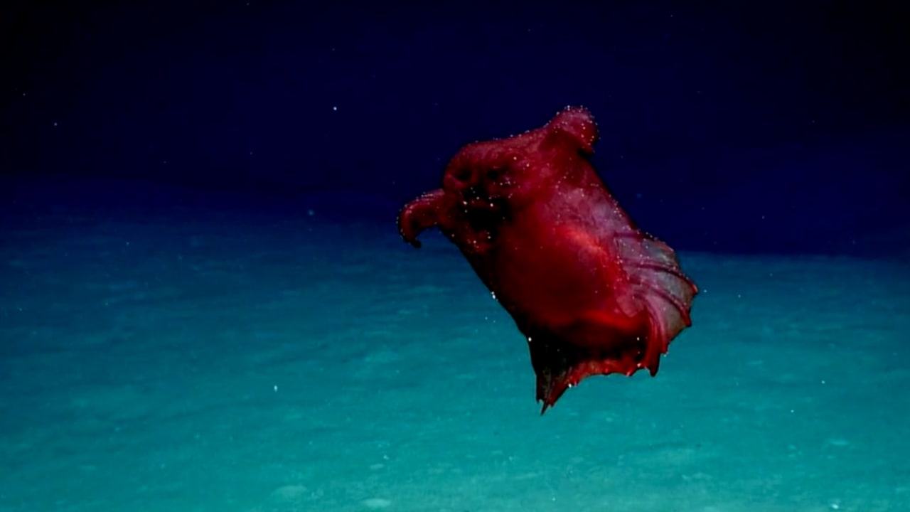"Headless chicken monster" found swimming in Antarctica