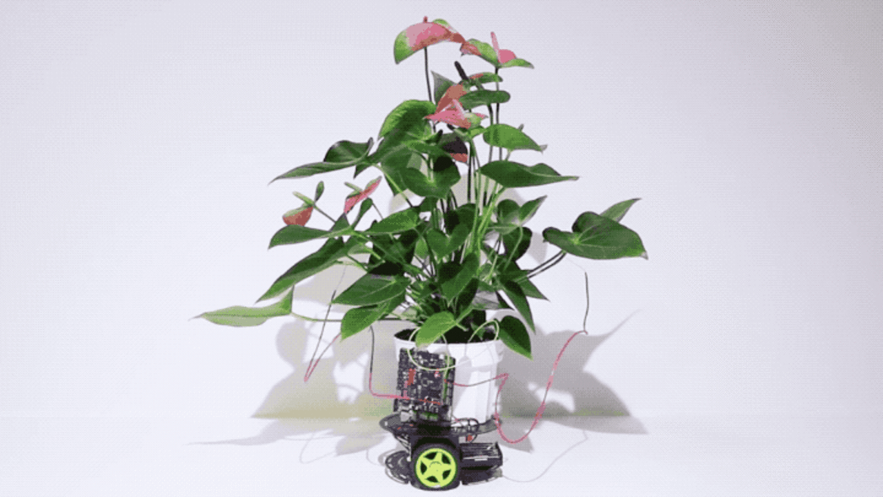 This cyborg plant could be the future of interfaces