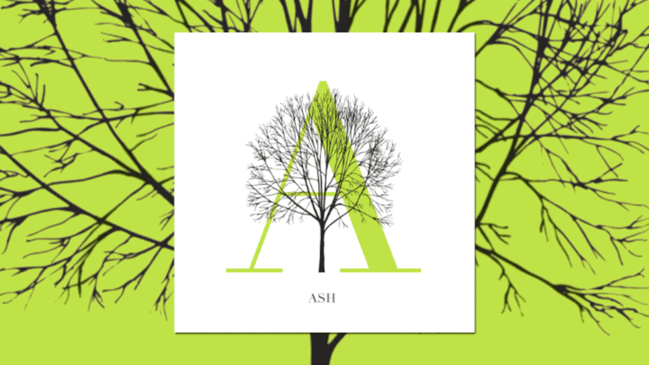 NYC Parks will plant secret messages in Katie Holten's tree font