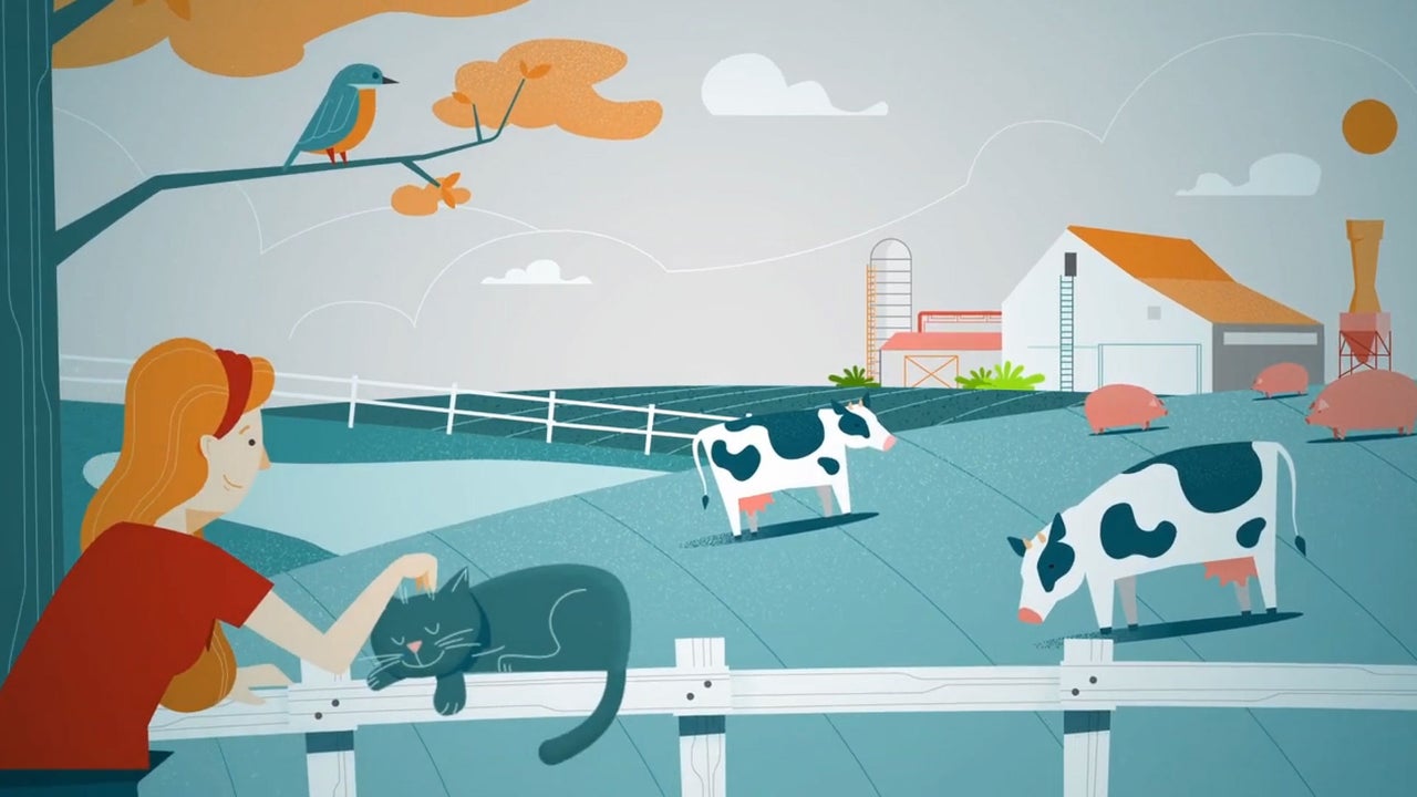 What's the most effective animal rights donation?