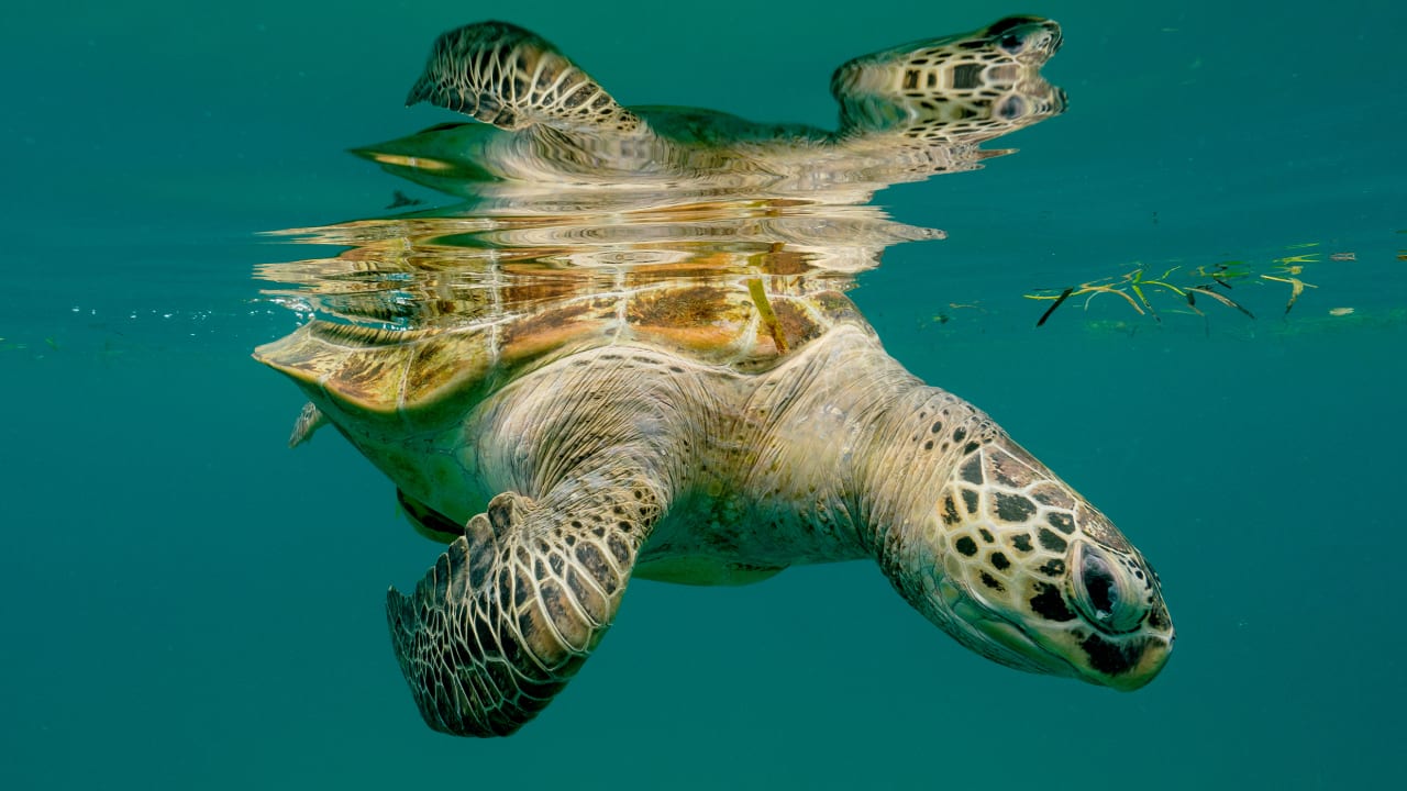 The wild animal welfare movement wants to end suffering in nature