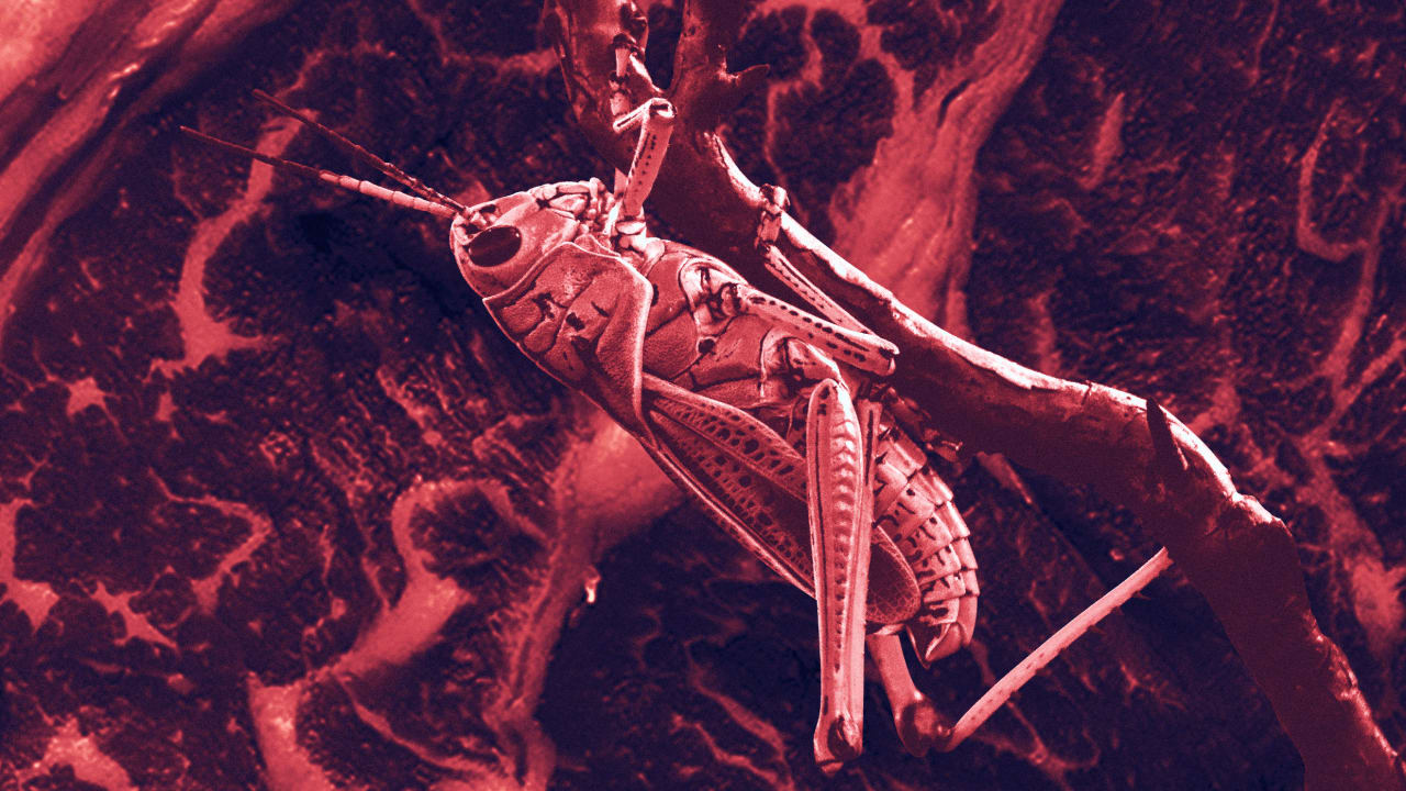 Lab-grown insect cells could create the "meat" of the future