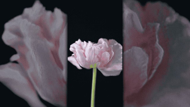 Anna Ridler's Bloemenveiling is a tulip auction on the blockchain