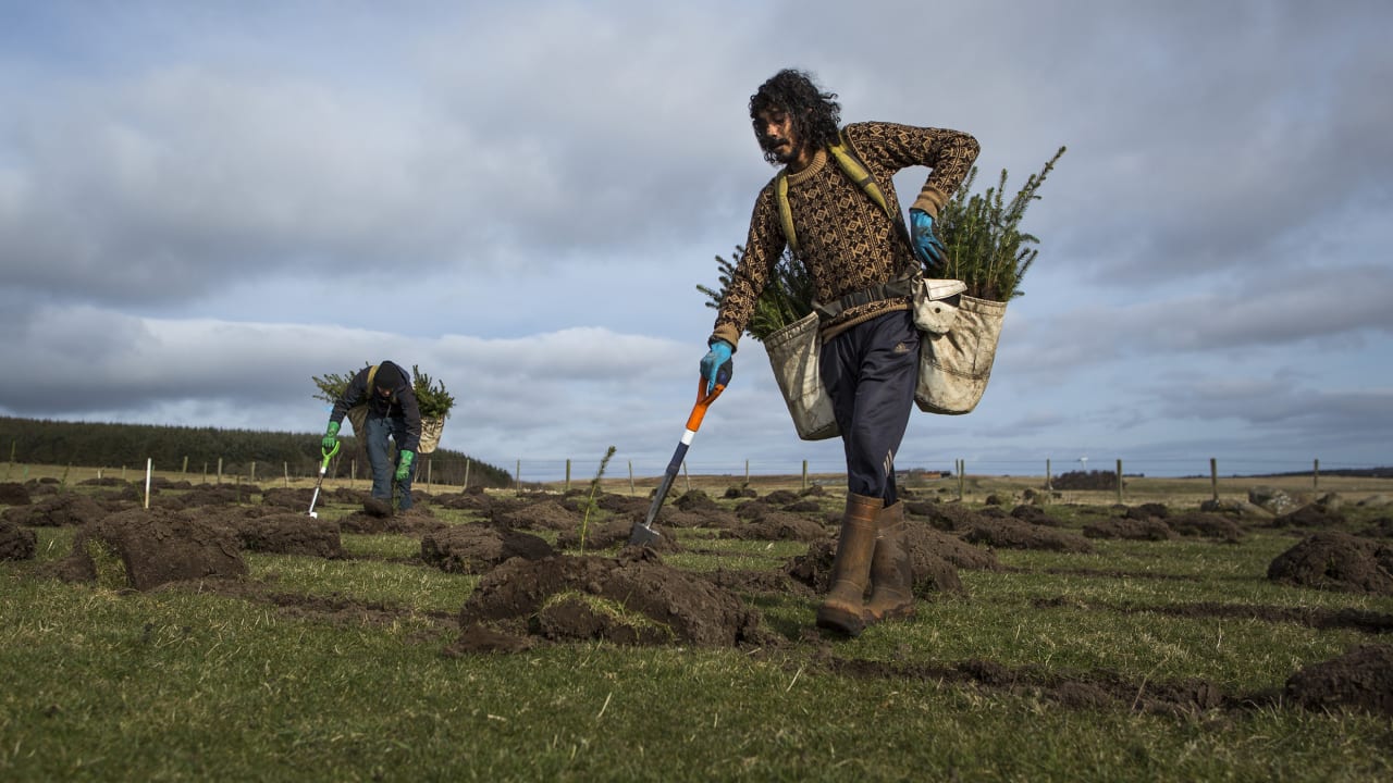 How we start planning for a global mission to replant trees