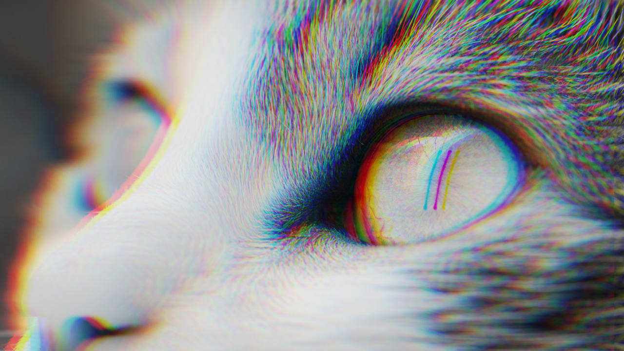 Copycat: China clones a feline, and a horse could be next