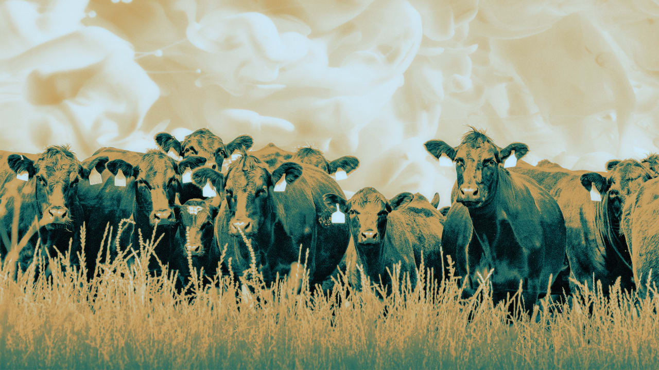 What's the impact of the U.S. beef industry?