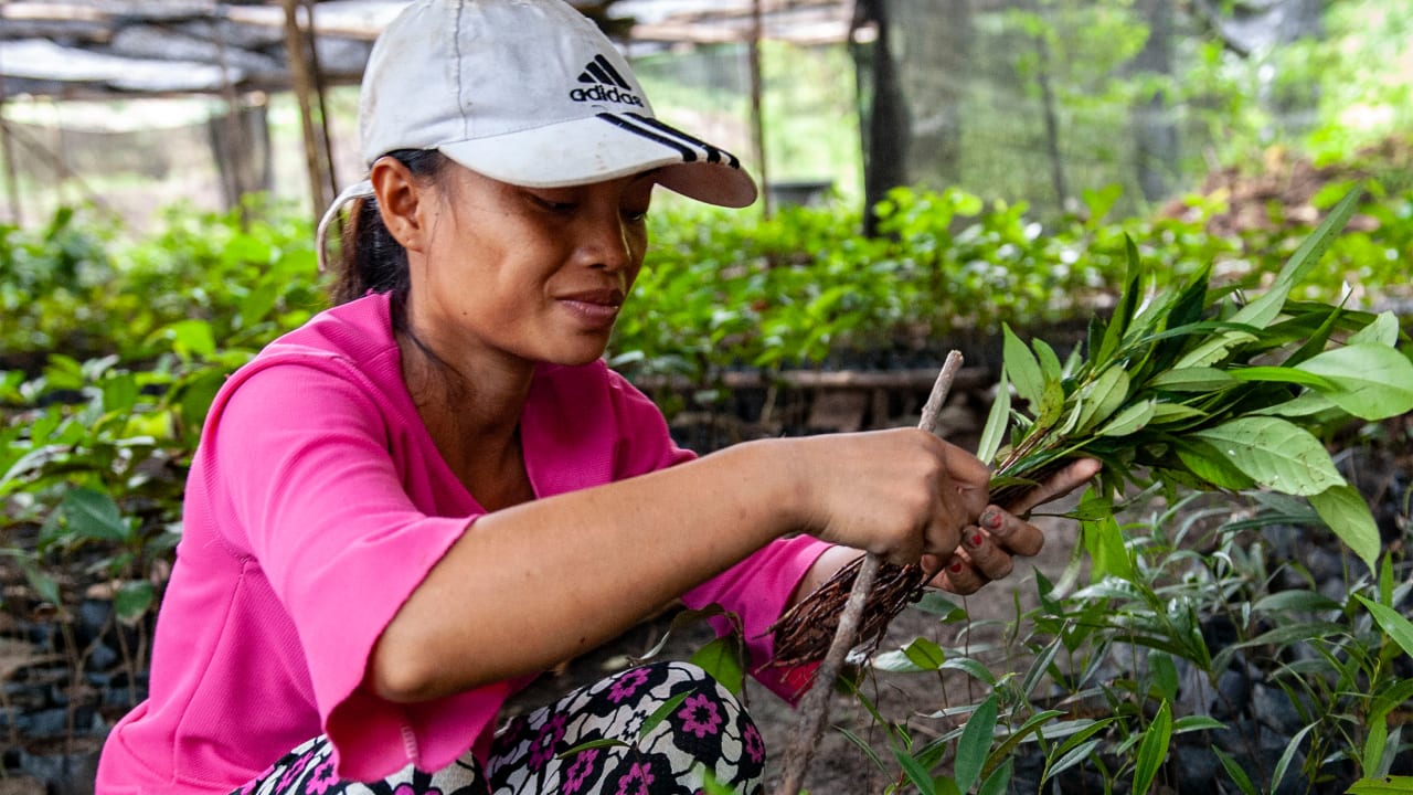 Health in Harmony carbon offsets help rain forest natives