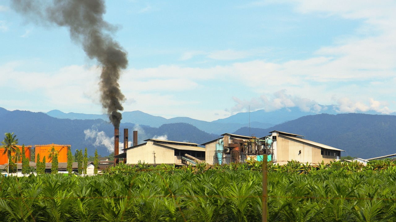 Bill Gates just invested in lab-grown palm oil from C16 Biosciences