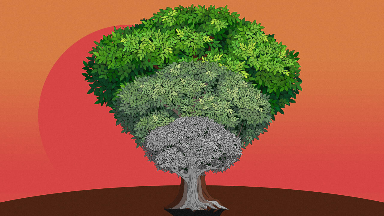 Trees are getting shorter because of climate change