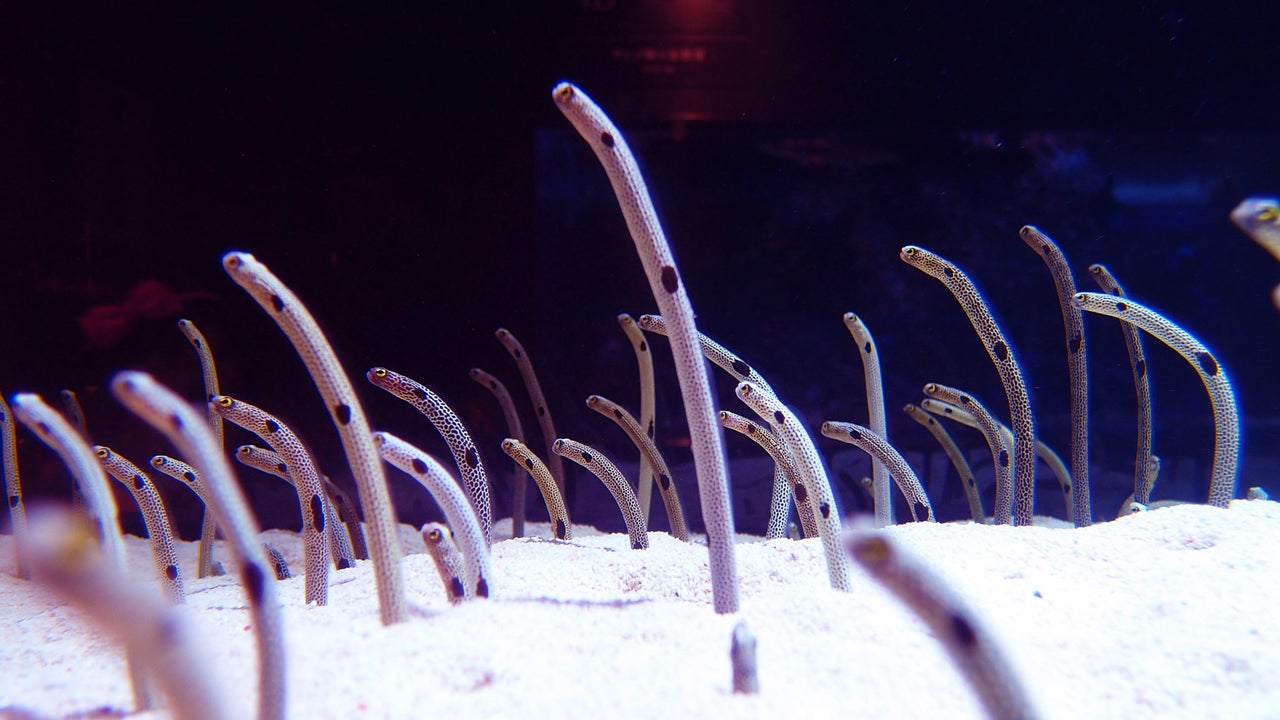 Tokyo aquarium asks public to FaceTime eels during lockdown