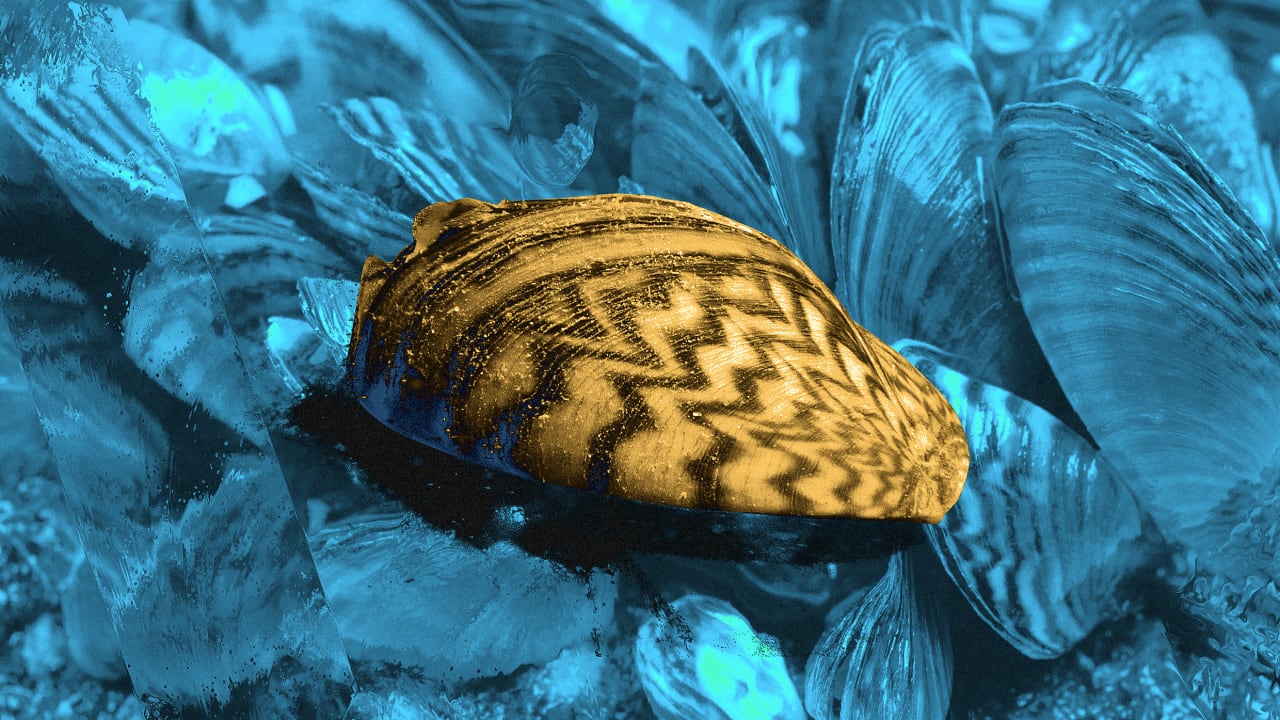 Designers at College for Creative Studies turned zebra mussels into gl