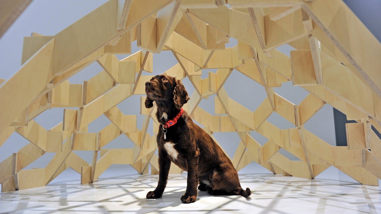 A new architecture for dogs exhibit has blueprints to build your very
