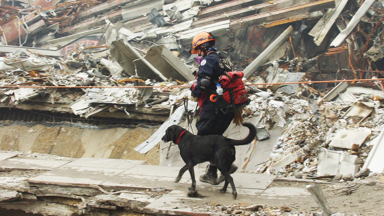UPenn releases report on 9/11 rescue dogs' causes of death