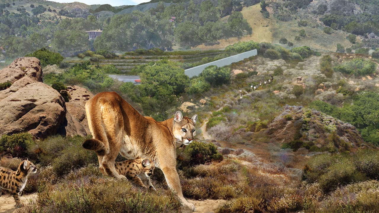 This wildlife crossing helps mountain lions cross the 101 in LA