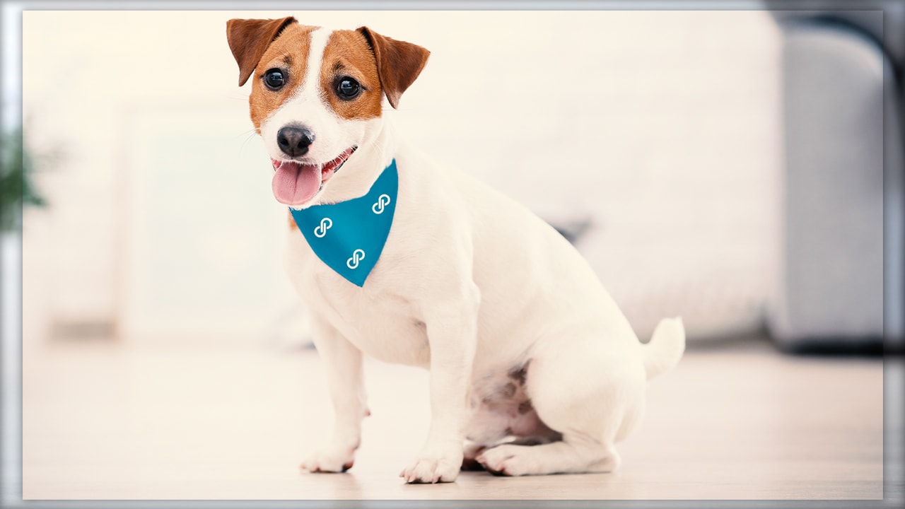 Poshmark launches a ‘pets’ category so you can buy Fido that ascot he