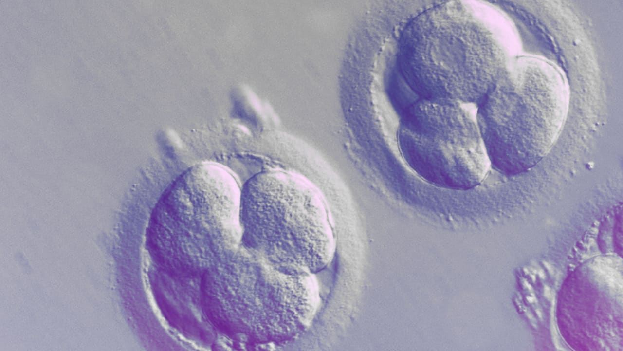 Why scientists want to study human embryos beyond 14 days Why scientists want to study human embryos beyond 14 days