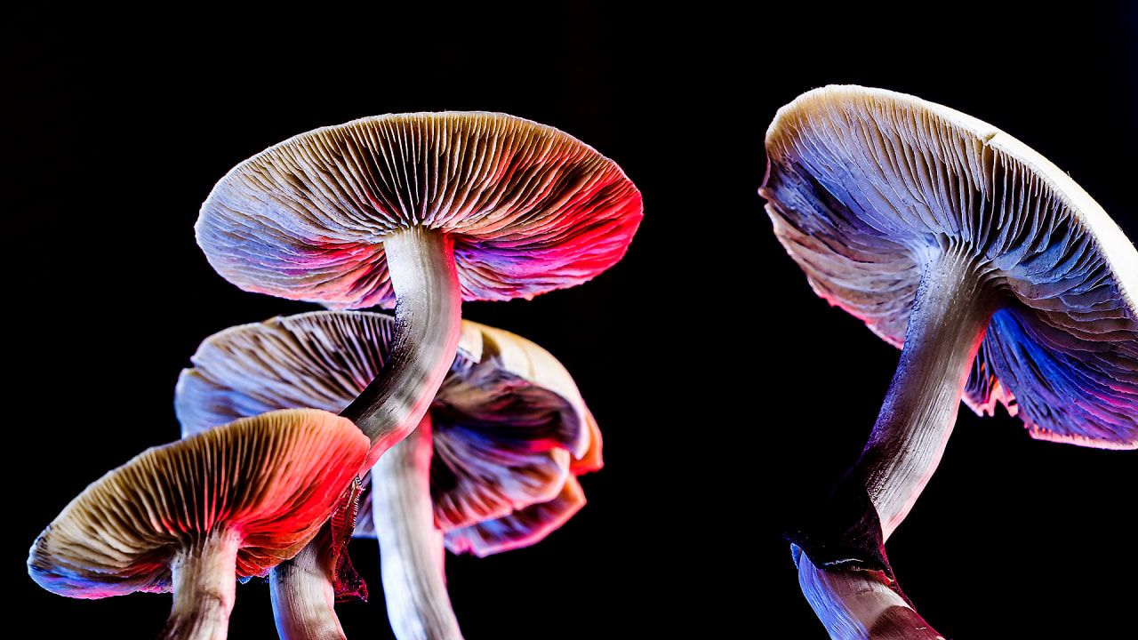 Were NetZero's carbon-removing mushrooms too good to be true?