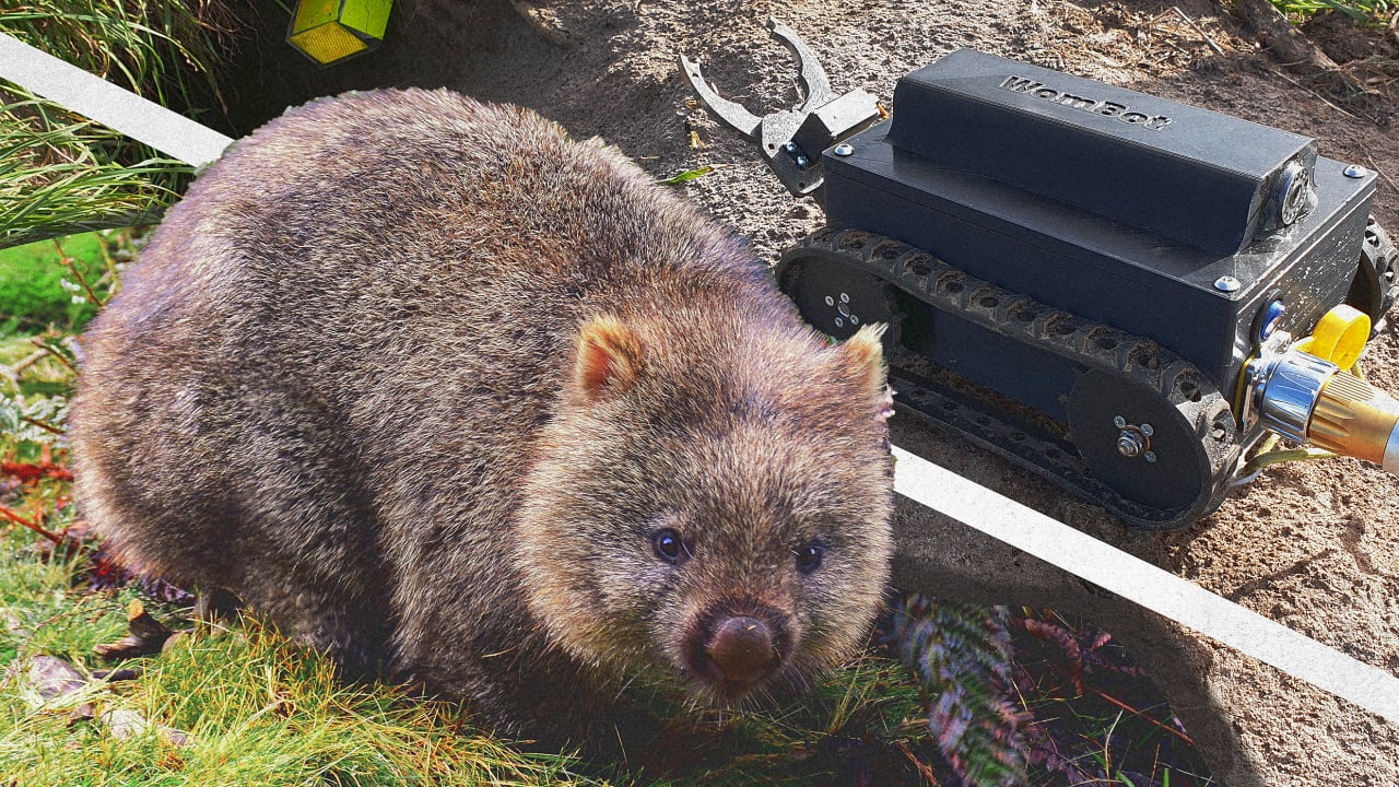 What do scientists do when they need to explore a wombat burrow? Send