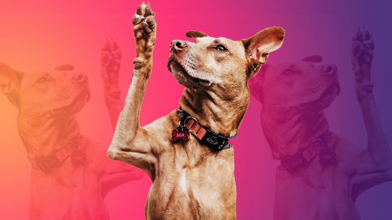 Which dogs are more talented: Left-pawed or right-pawed?