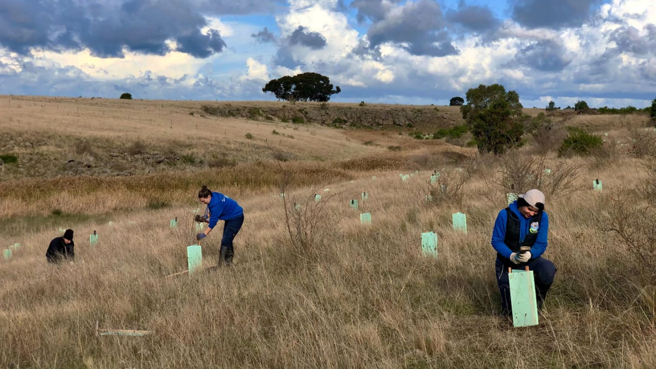 Restor maps the global potential for restoring forests