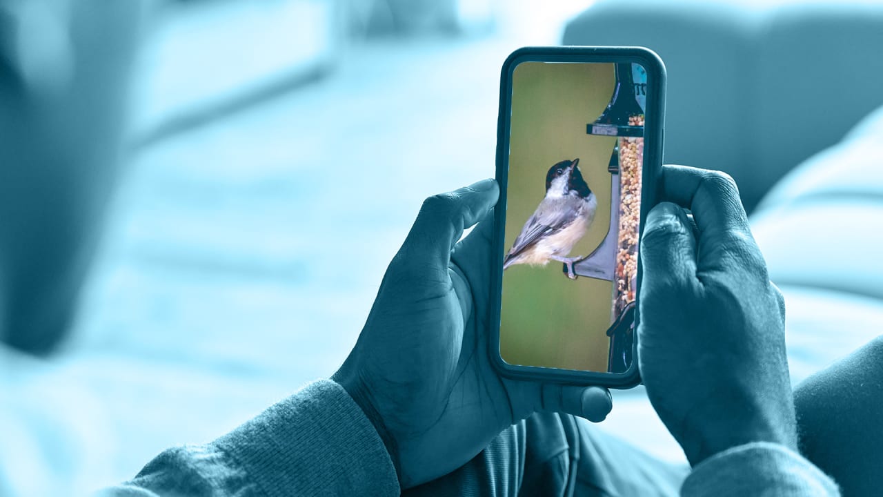 Birdify camera can identify birds in your yard