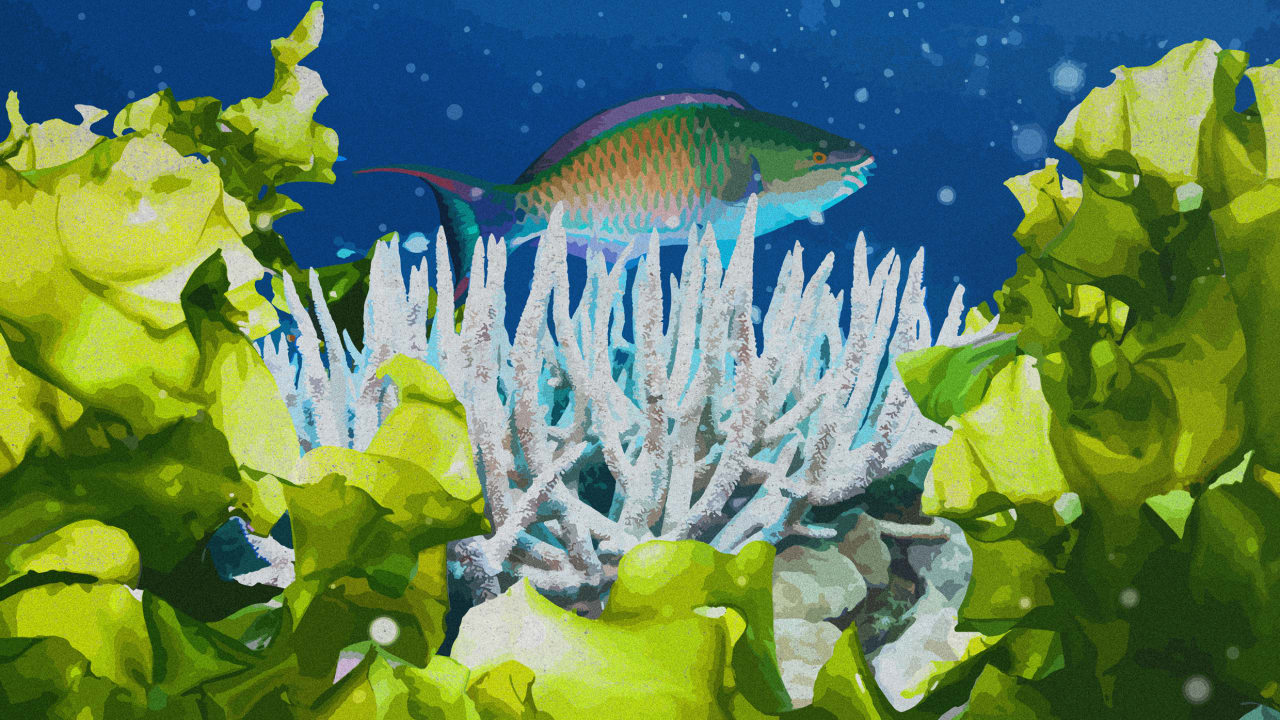 Coral reefs are dying, but there's some good news about what happens w