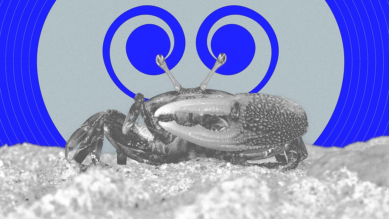 Scientists have developed a new kind of camera—from a crab