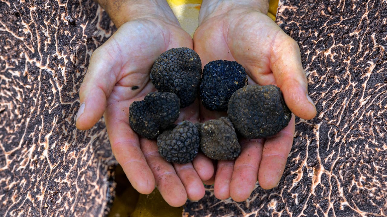 Chemists identify North American truffle compounds, aroma