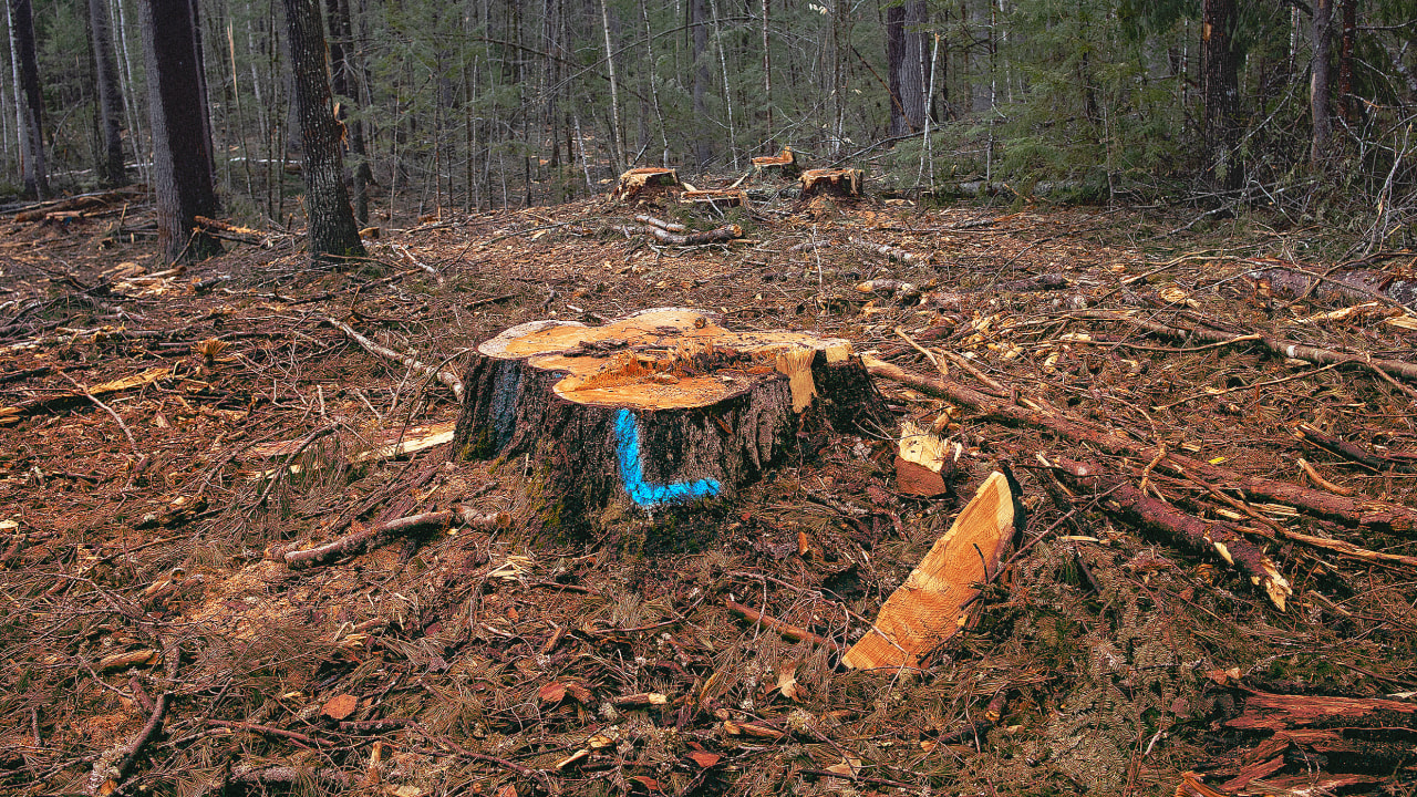 U.S. logging plans show it's easier to make climate promises than to k U.S. logging plans show it's easier to make climate promises than to k