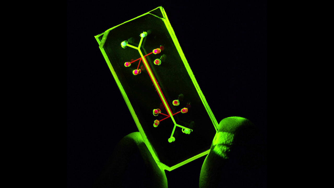 Organs-on-chips: Tech that can help researchers conduct studies closer