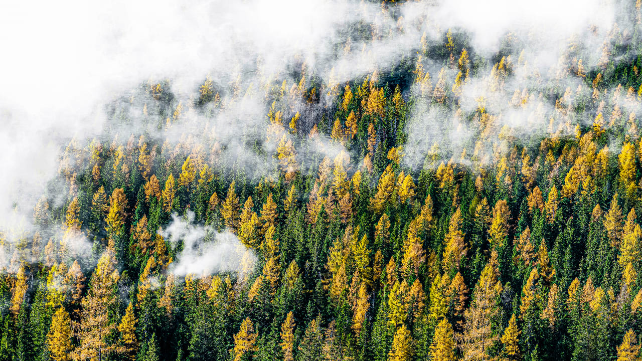 Why countries shouldn't rely on forests and soil to reach net zero